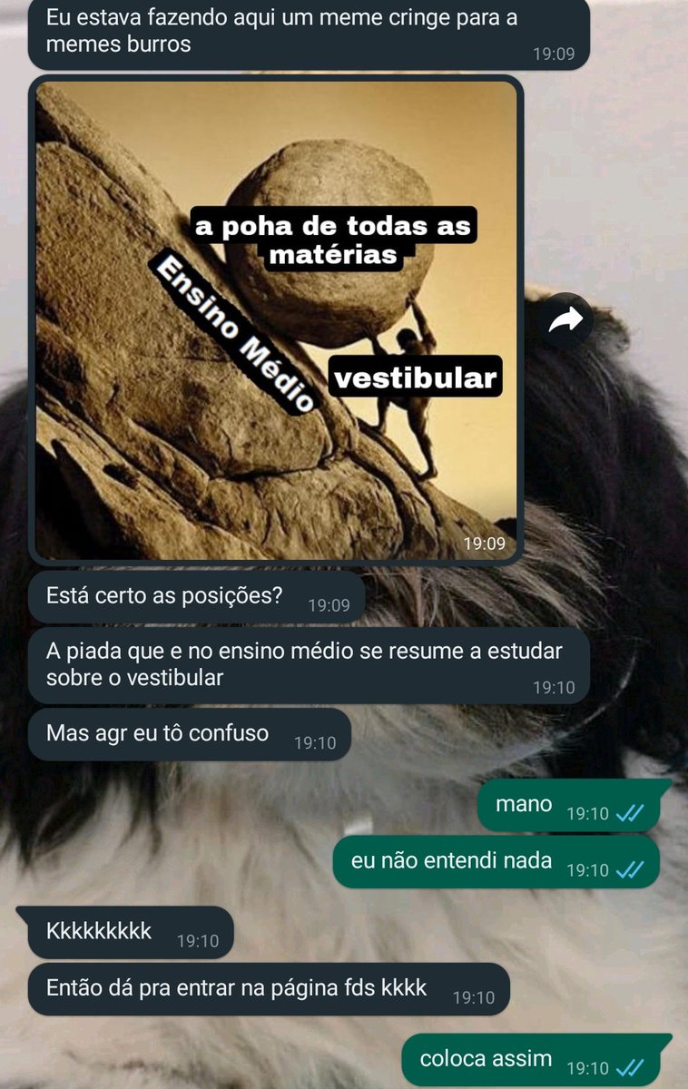 Meme Burros Ou Nada Inteligente On Twitter Os Adms Da Pág Faz Jus