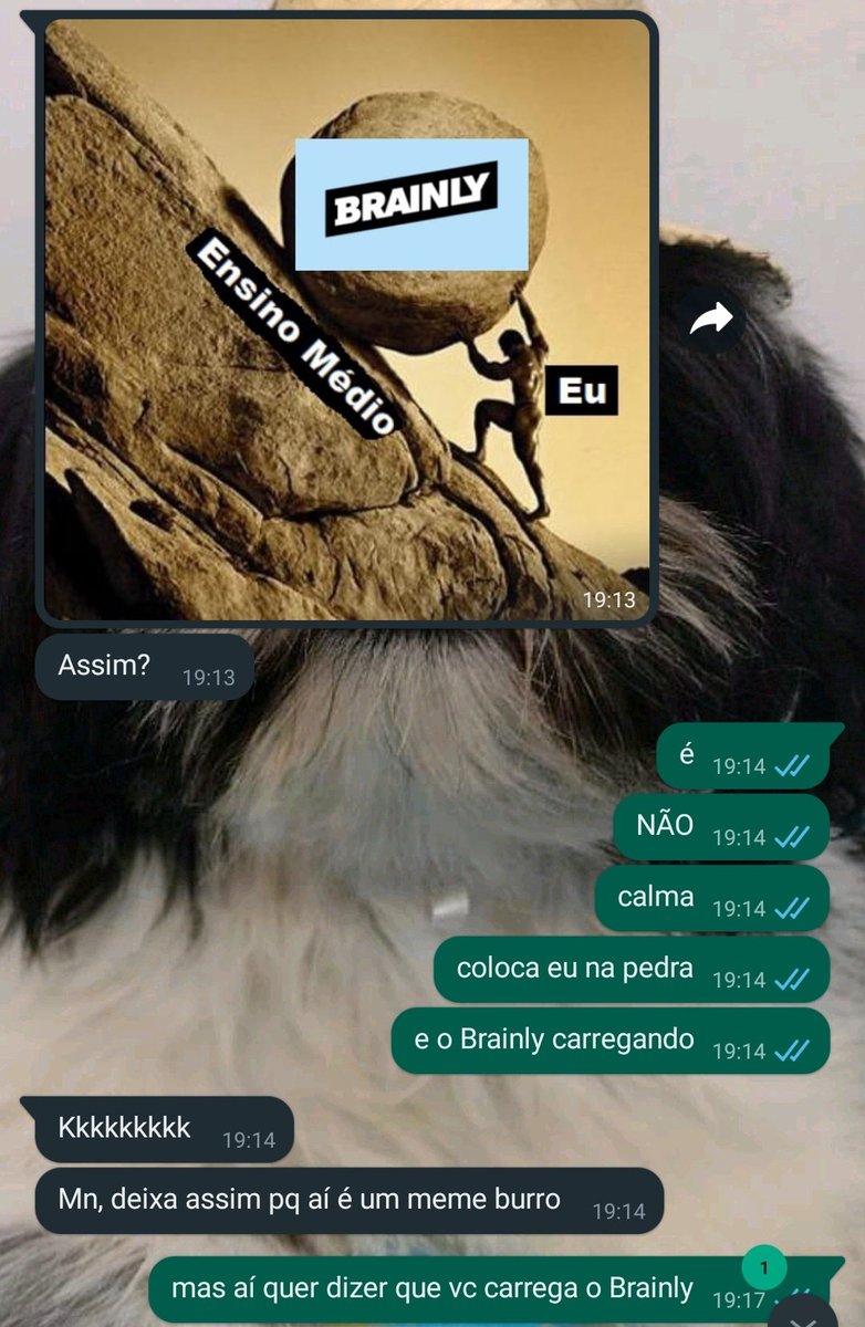 Meme Burros Ou Nada Inteligente On Twitter Os Adms Da Pág Faz Jus