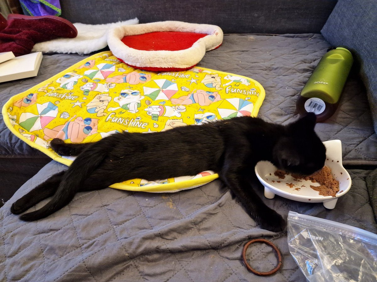 Just Frank eating his food all flopped on his belly ♥️😅 - Thread from ...