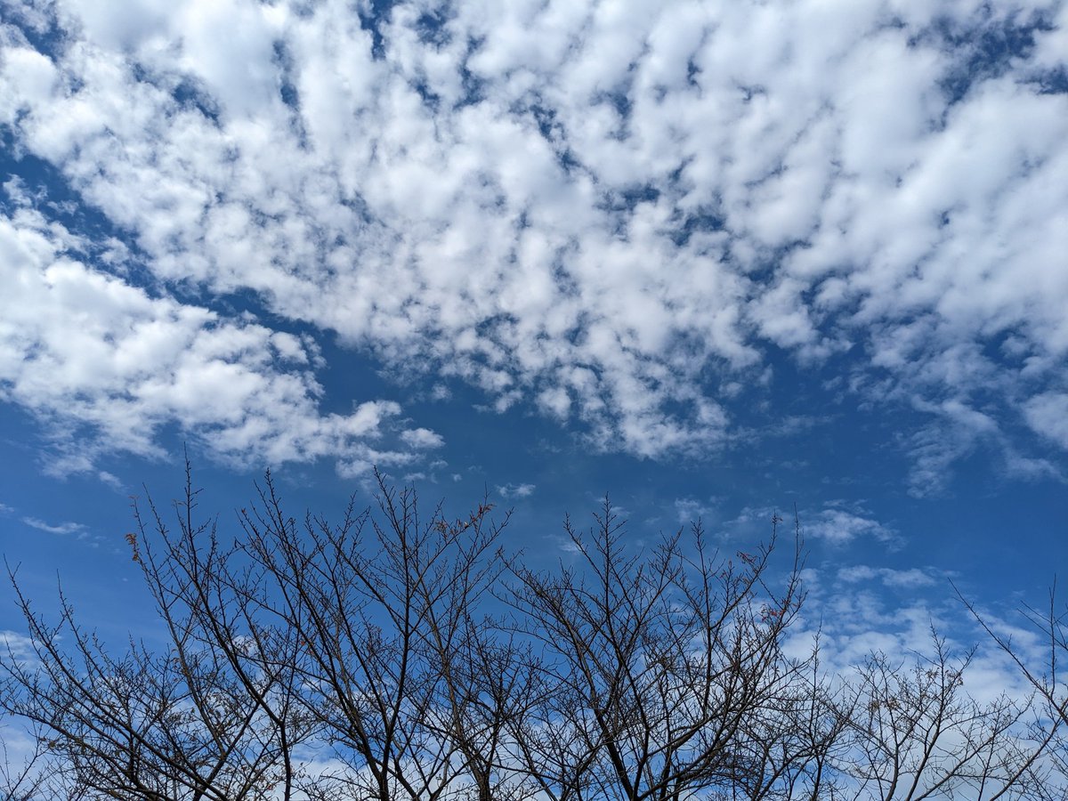 🐾三毛狸🐾 On Twitter 今日も空が青いなぁ〜🤗
