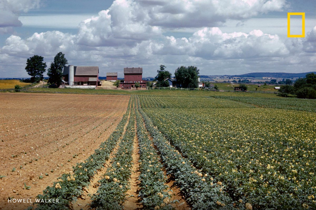 Rows of potato and tobacco plants point to an Amish farm in Lancaster ...