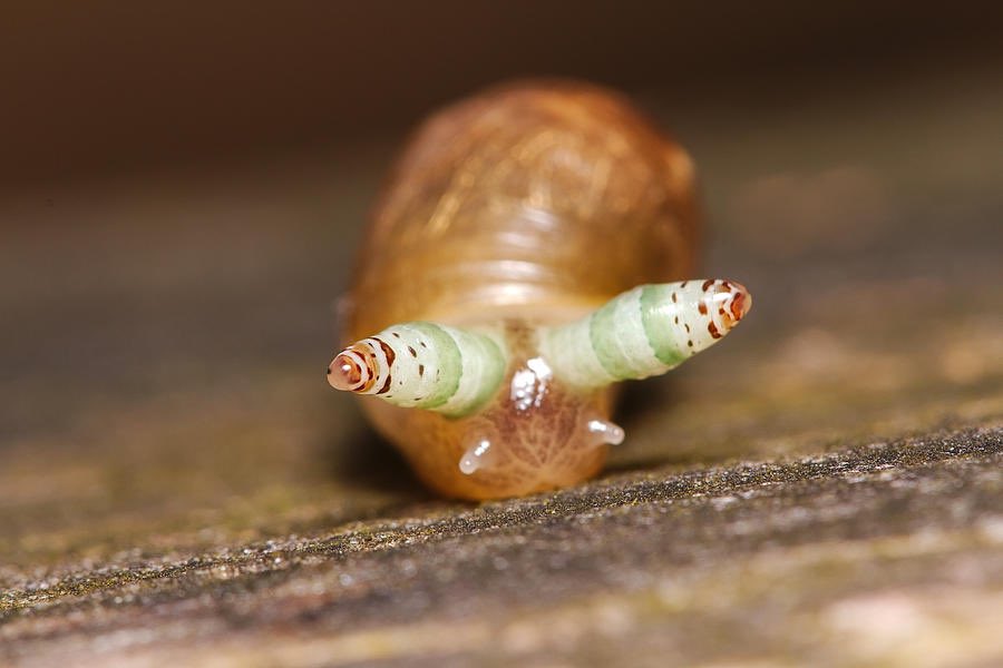 Snail Eye Parasite