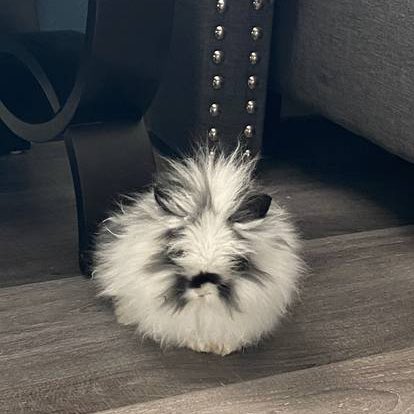 TW Pornstars - 1 pic. Kimmy ☔️ Of $5. Twitter. LOOK AT THIS FREAKING ...