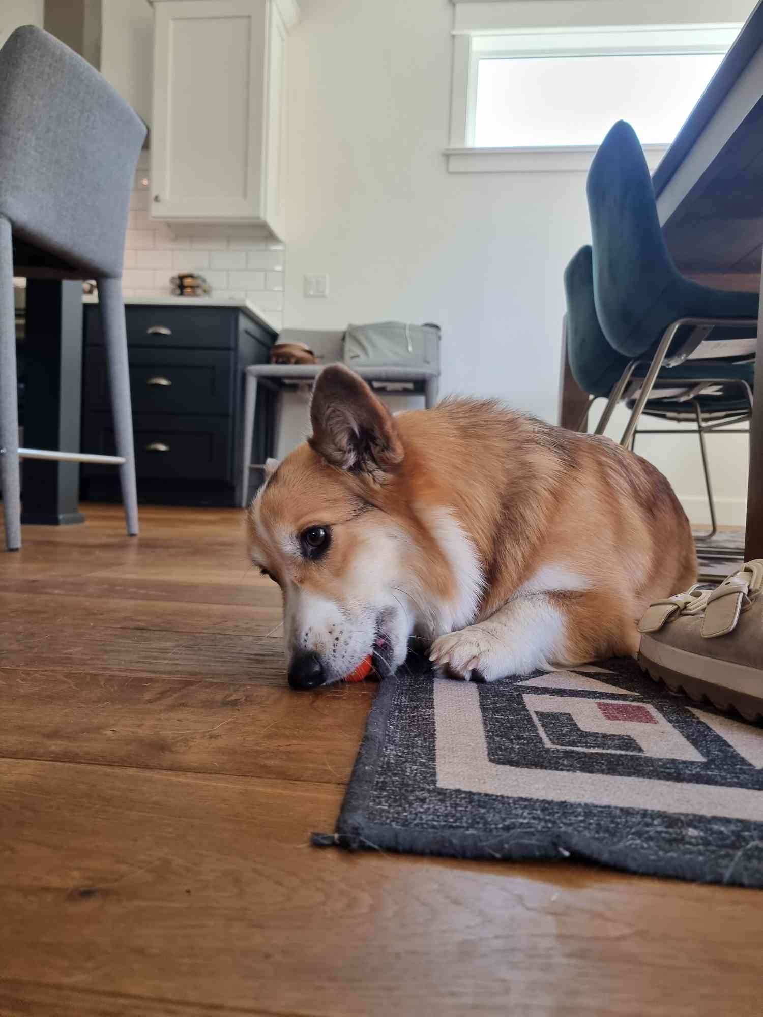 NRG Aussie Antics (@AussieAntics) / Twitter