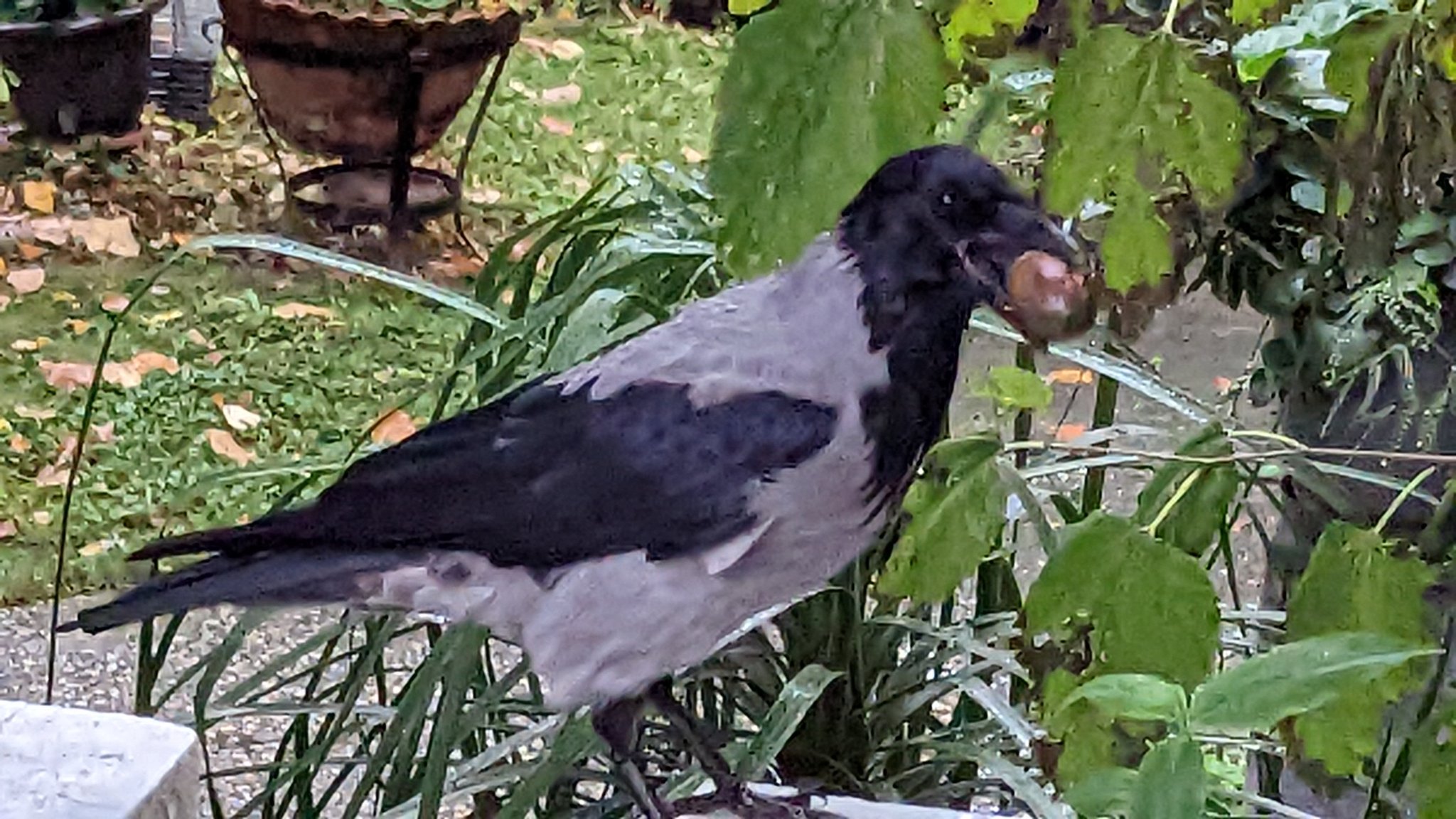 B®️g On Twitter Оревот го лета високо и го фрла на земја за да се отвори Ова до вчера го