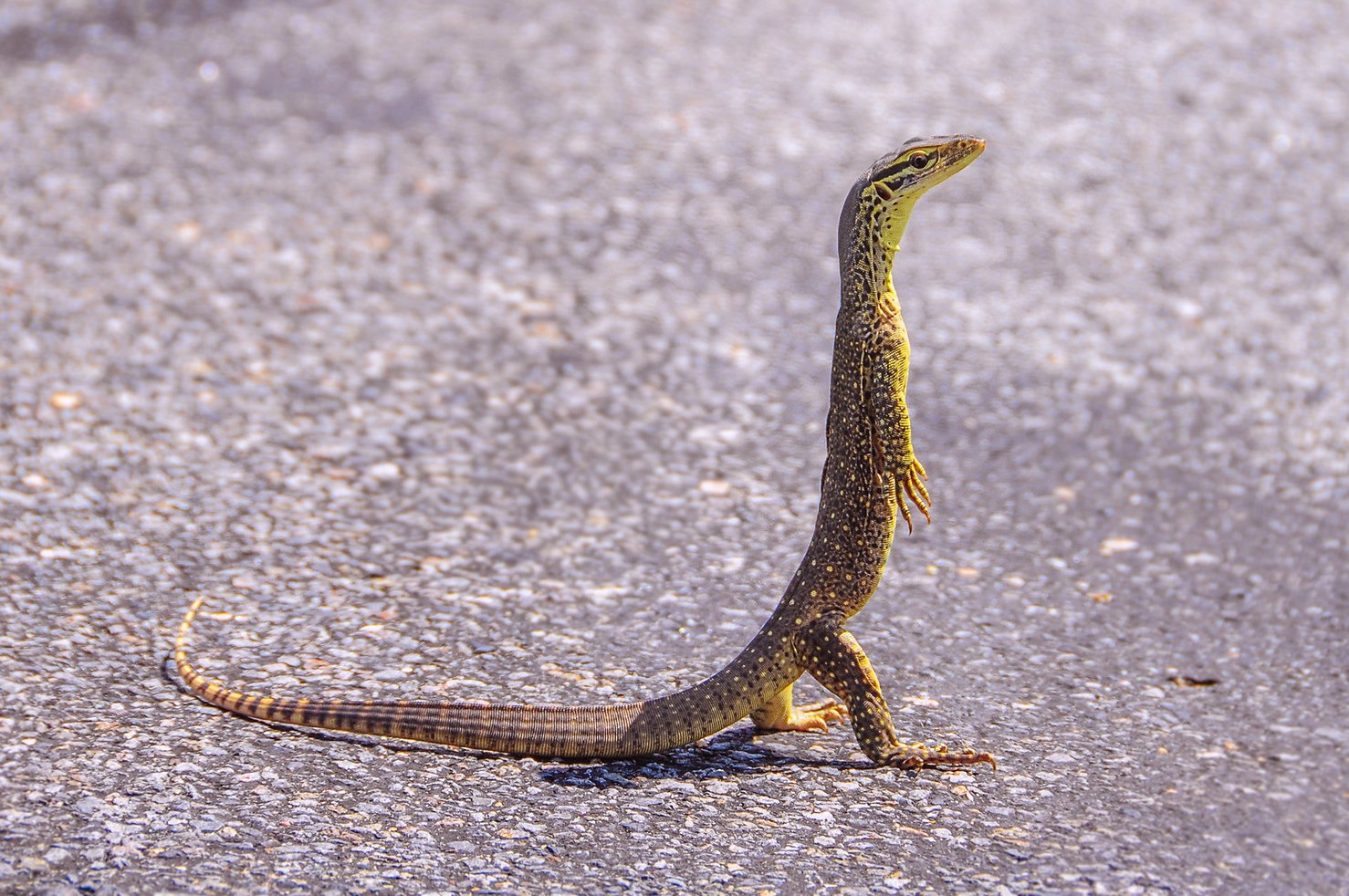 Argus Monitor Standing