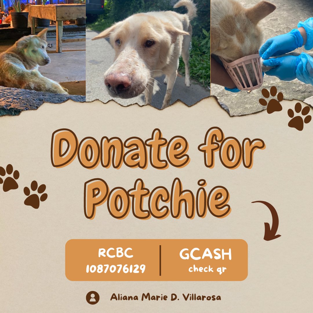 pawssionproject on Twitter: "Hello, kind hearts! As you can tell, Potchie is a senior dog. 🥺 We ...