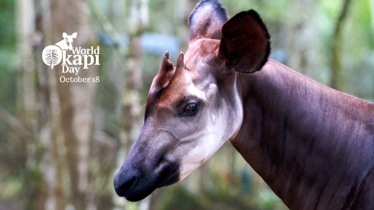 Okapi Conservation on Twitter: "Okapi populations have experienced an estimated 50% decline over ...