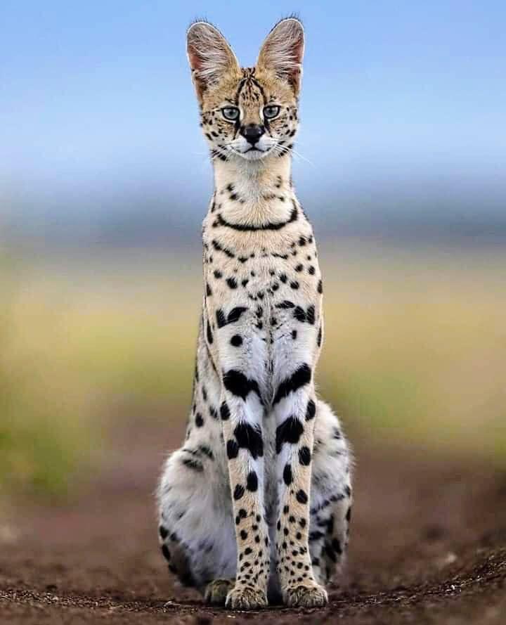 Serval Cat