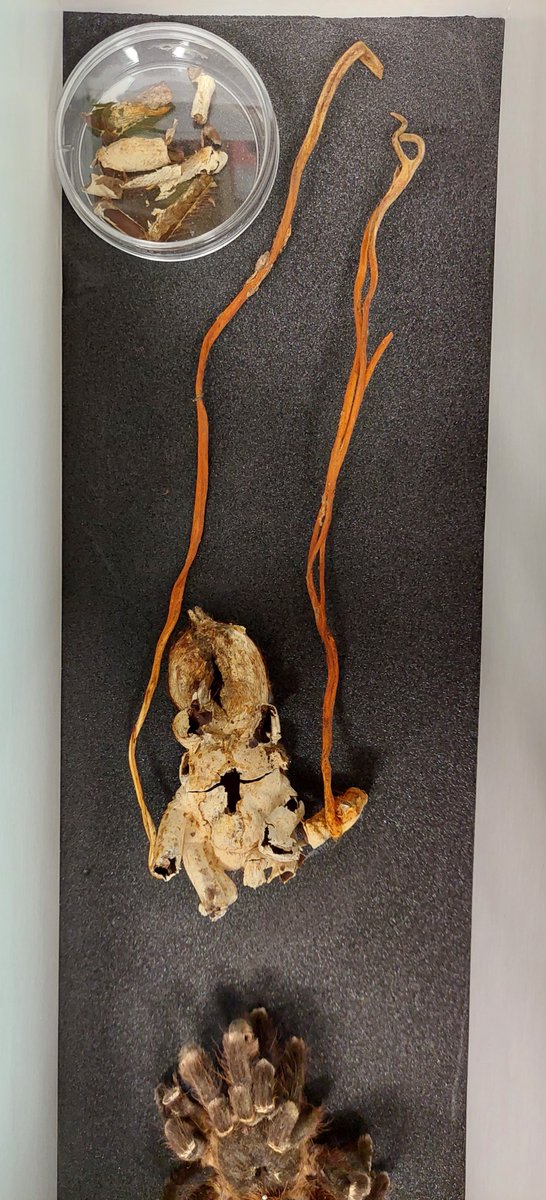 Cordyceps Fungus Tarantula