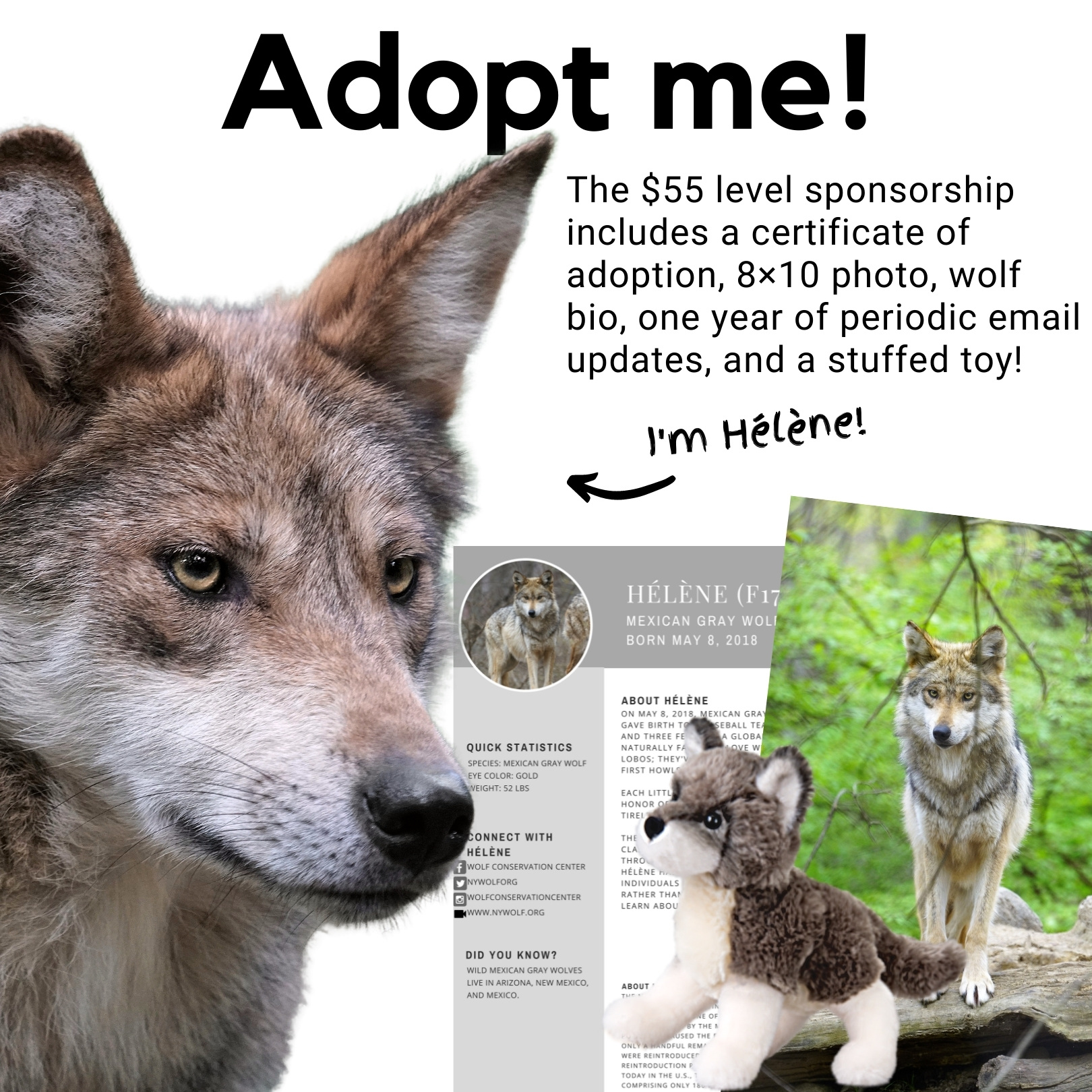 Wolf Giving Birth Human Colossal Announces World's First