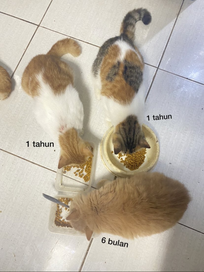 summer been on Twitter: "@kochengfs Karena dia ada kucing ras jadi ukurannya lebih gede? Soalnya ...