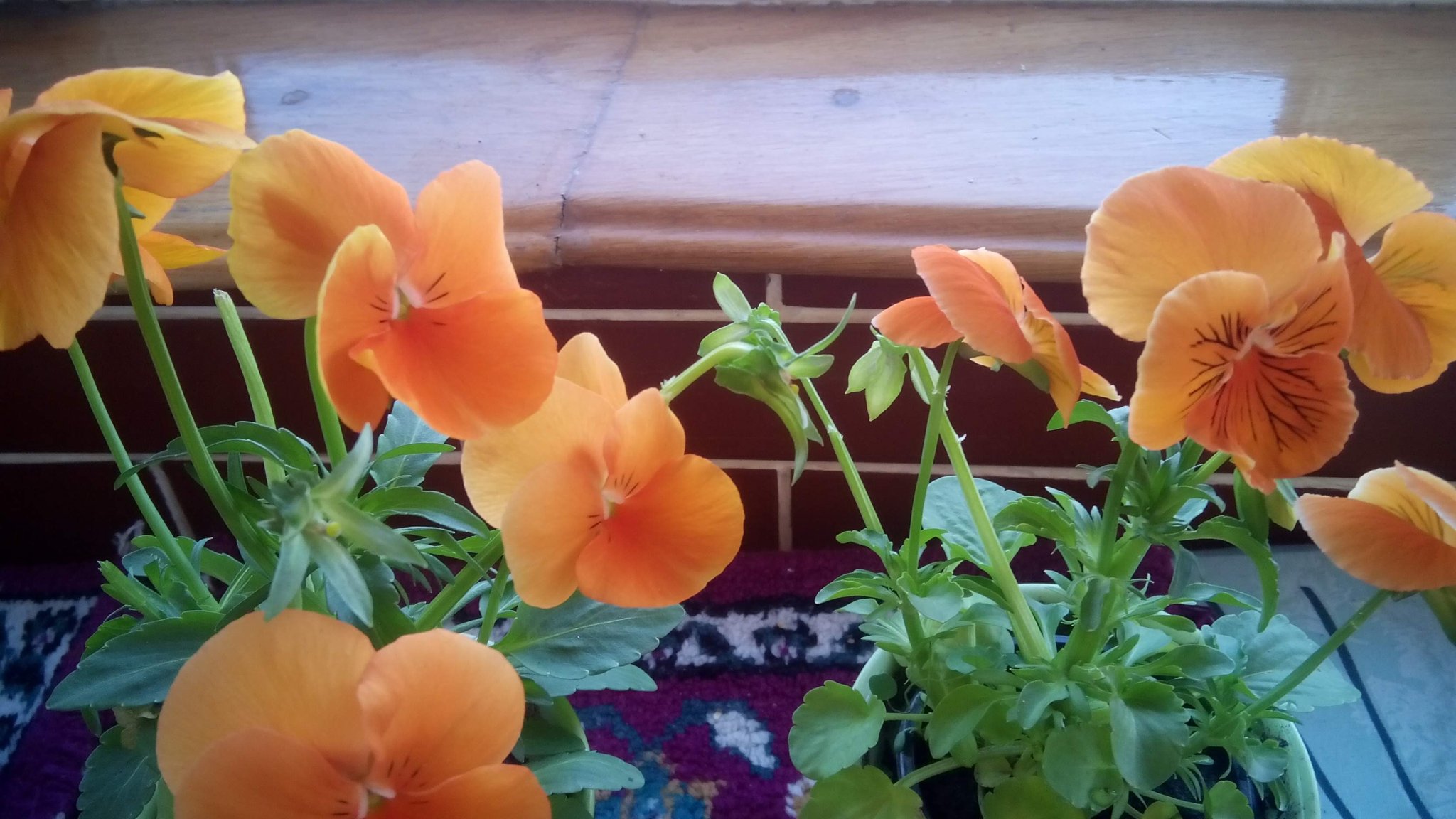 Olya on Twitter: "Have a nice Sunday! https://t.co/11DTc5L8kI" / Twitter