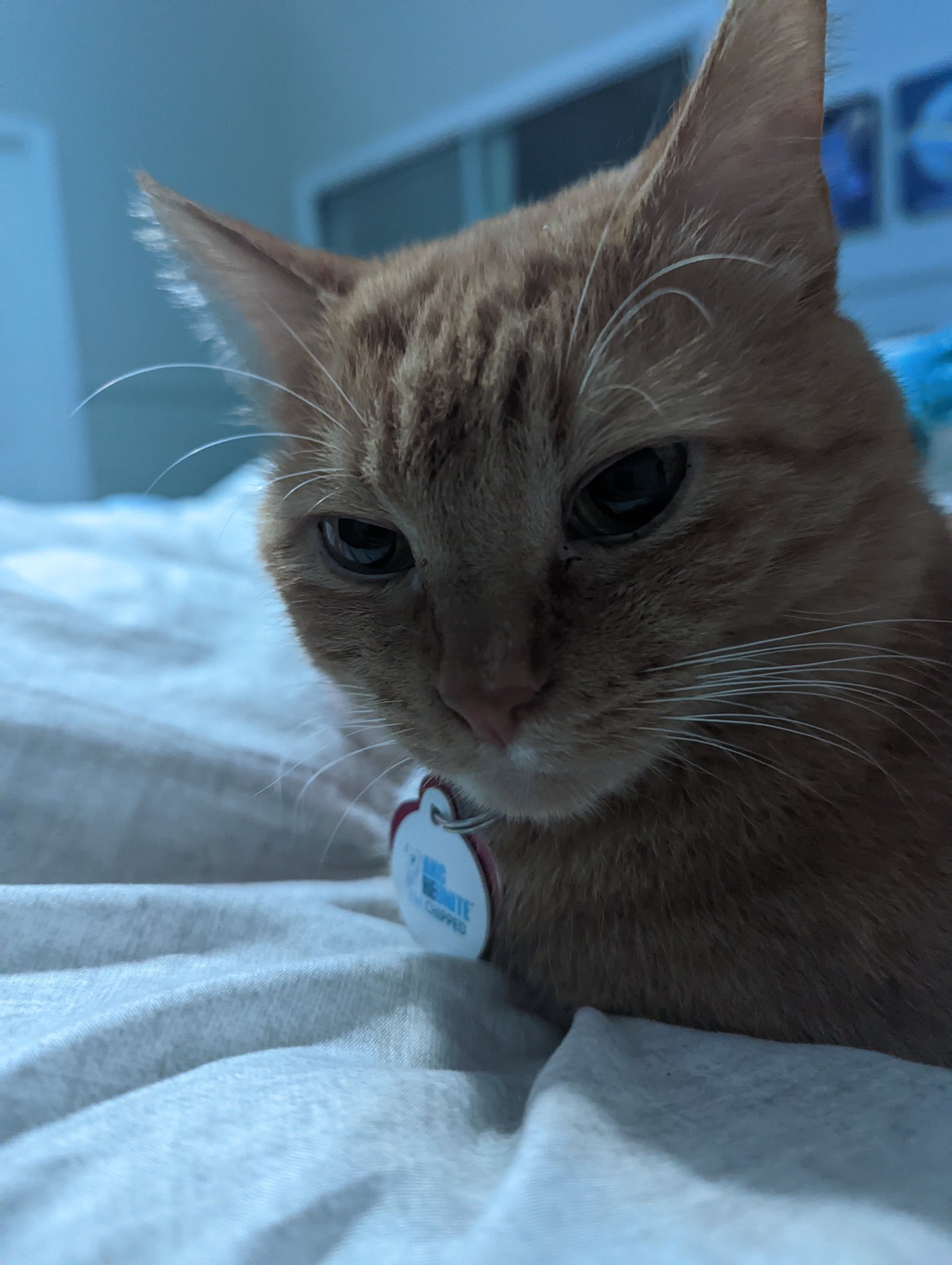 SimpleFlips on Twitter: "disturb rest, face angy https://t.co/3JE4RXguFv" / Twitter