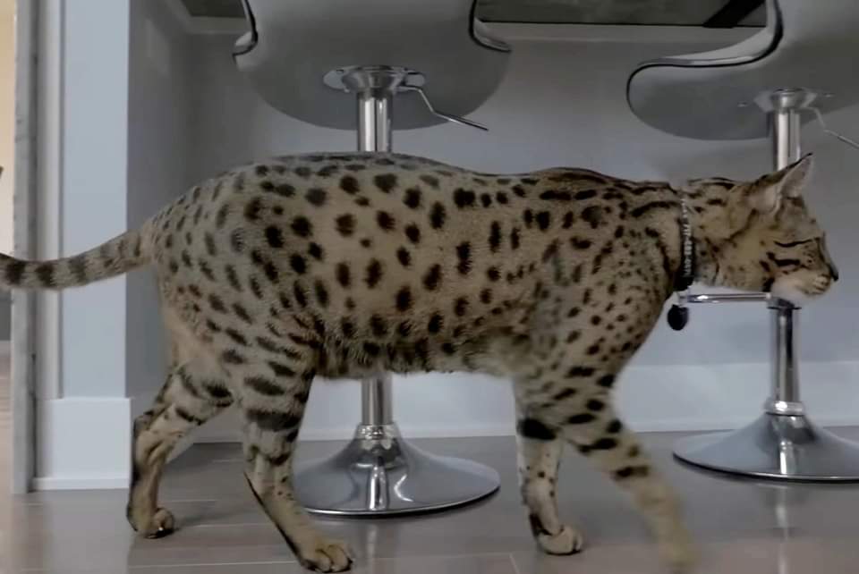 The Tallest Cat In The World 2022