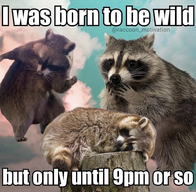 Raccoon Meme Excellent