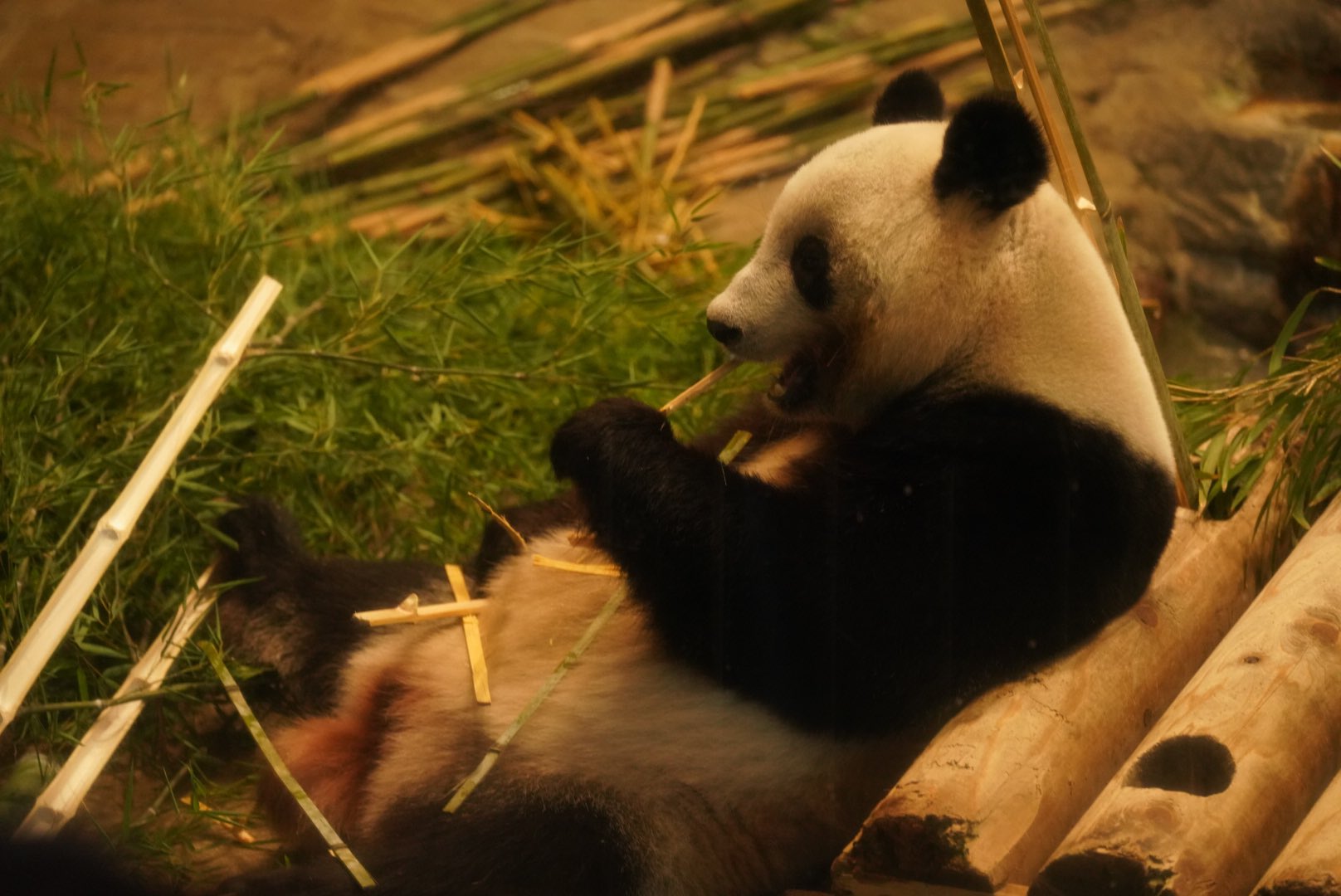 熊太郎 on Twitter: "20221002 1435 #シャンシャン https://t.co/stRDF67POl" / Twitter