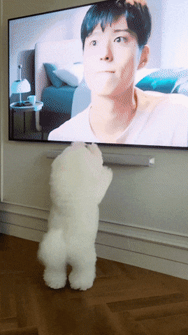 인스티즈(instiz) on Twitter: "대놓고 박보검만 편애하는 강아지 ㅋㅋㅋㅋㅋㅋㅋㅋ (링크에 더있어요👉) https://t.co/jqyocccVVU https ...