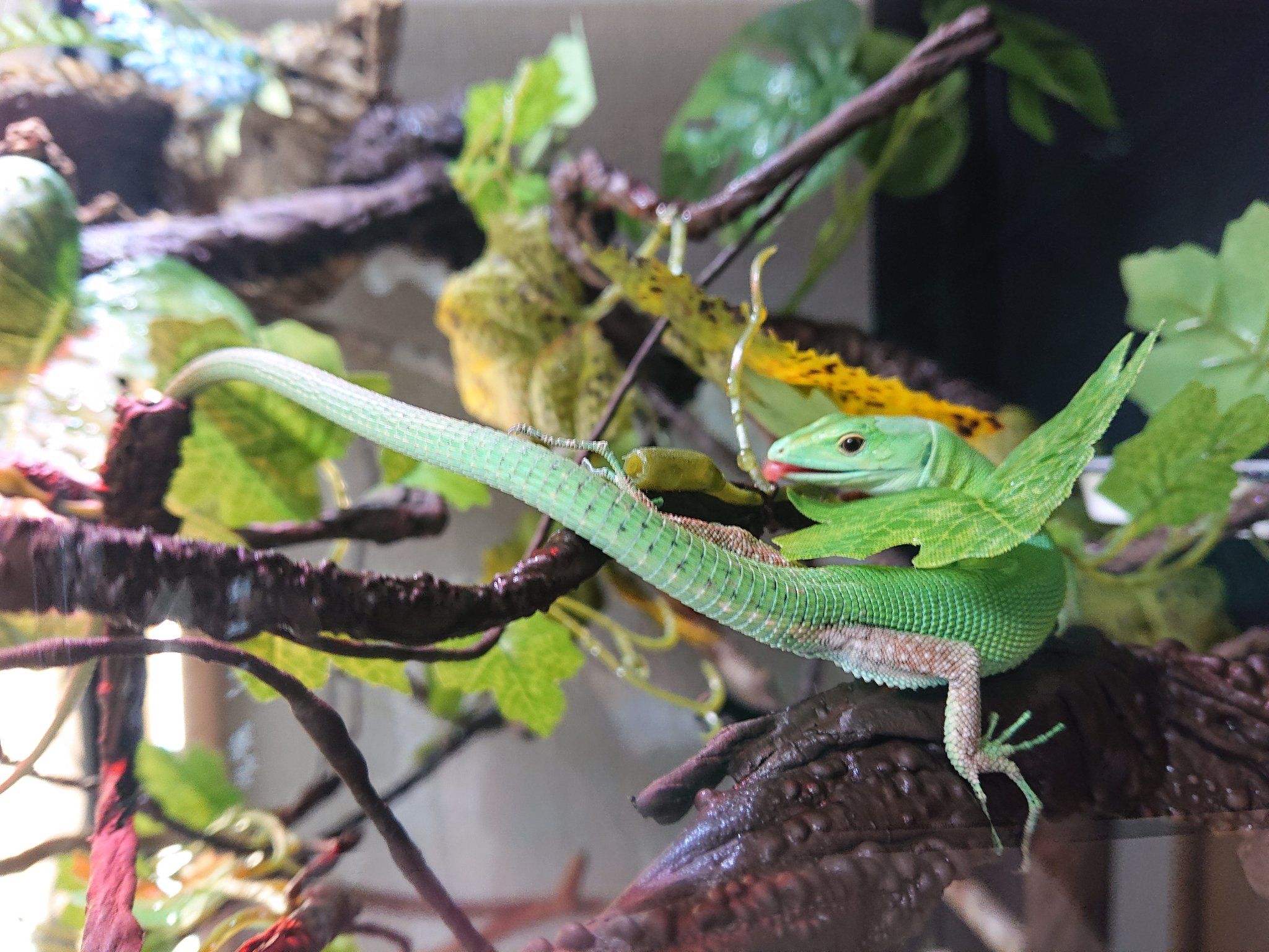 かわけん (@kawaken_ken) / Twitter