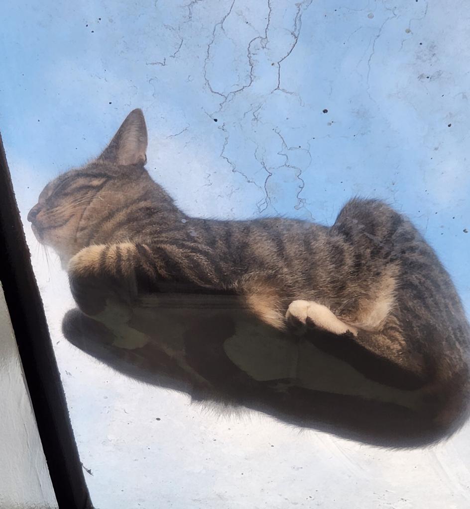 David Lazarus on Twitter: "Wingardium leviosa! The levitating cat trick https://t.co/NPAF7Uural ...