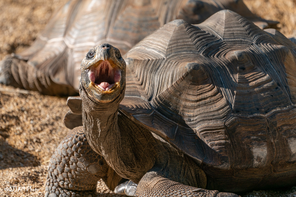 Biggest Turtle In The World 2022