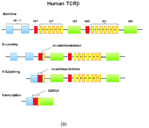 ?T cell Receptor Recombination by @Biotech2k1 – Unroll Thread – We ...