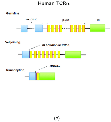 ?T cell Receptor Recombination by @Biotech2k1 – Unroll Thread – We ...