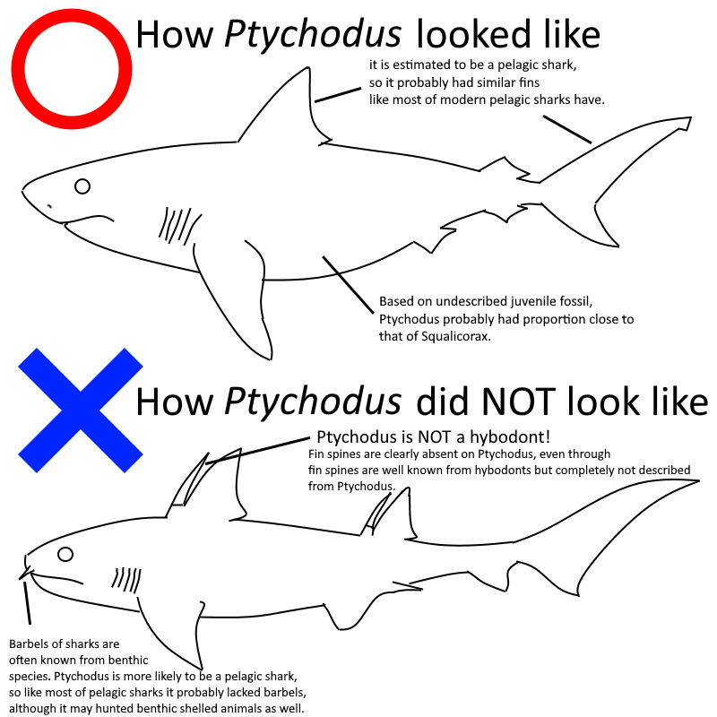 Ptychodus