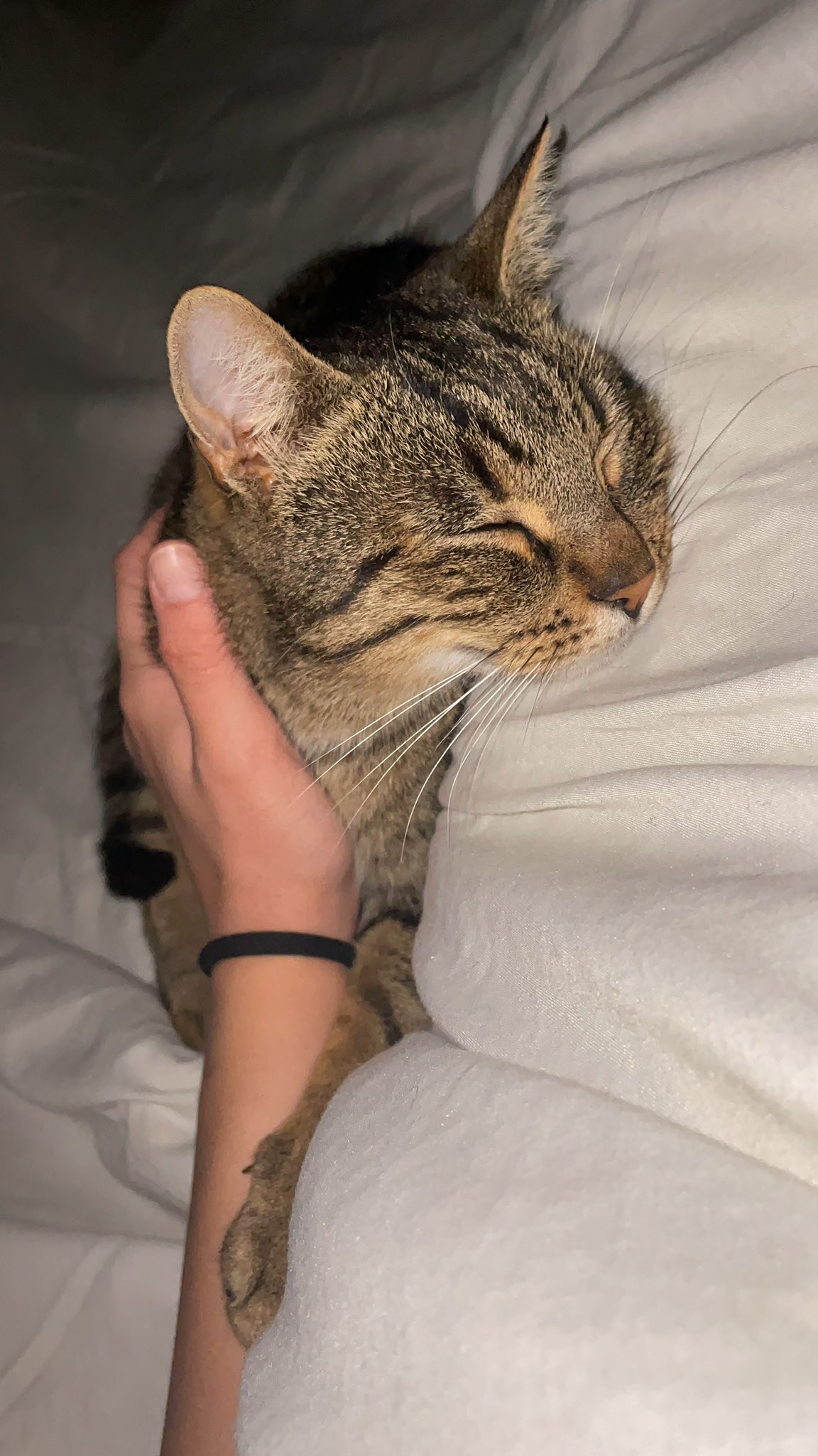 gab on Twitter: "LOOK WHO I HAVE HERE https://t.co/BTD67Px295" / Twitter