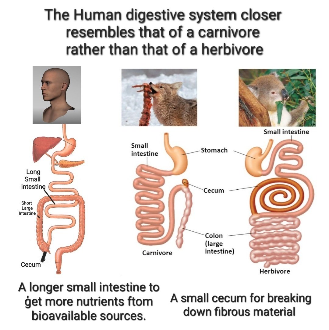 Carnivore Digestive System Vs Herbivore Digestive System 1280x720