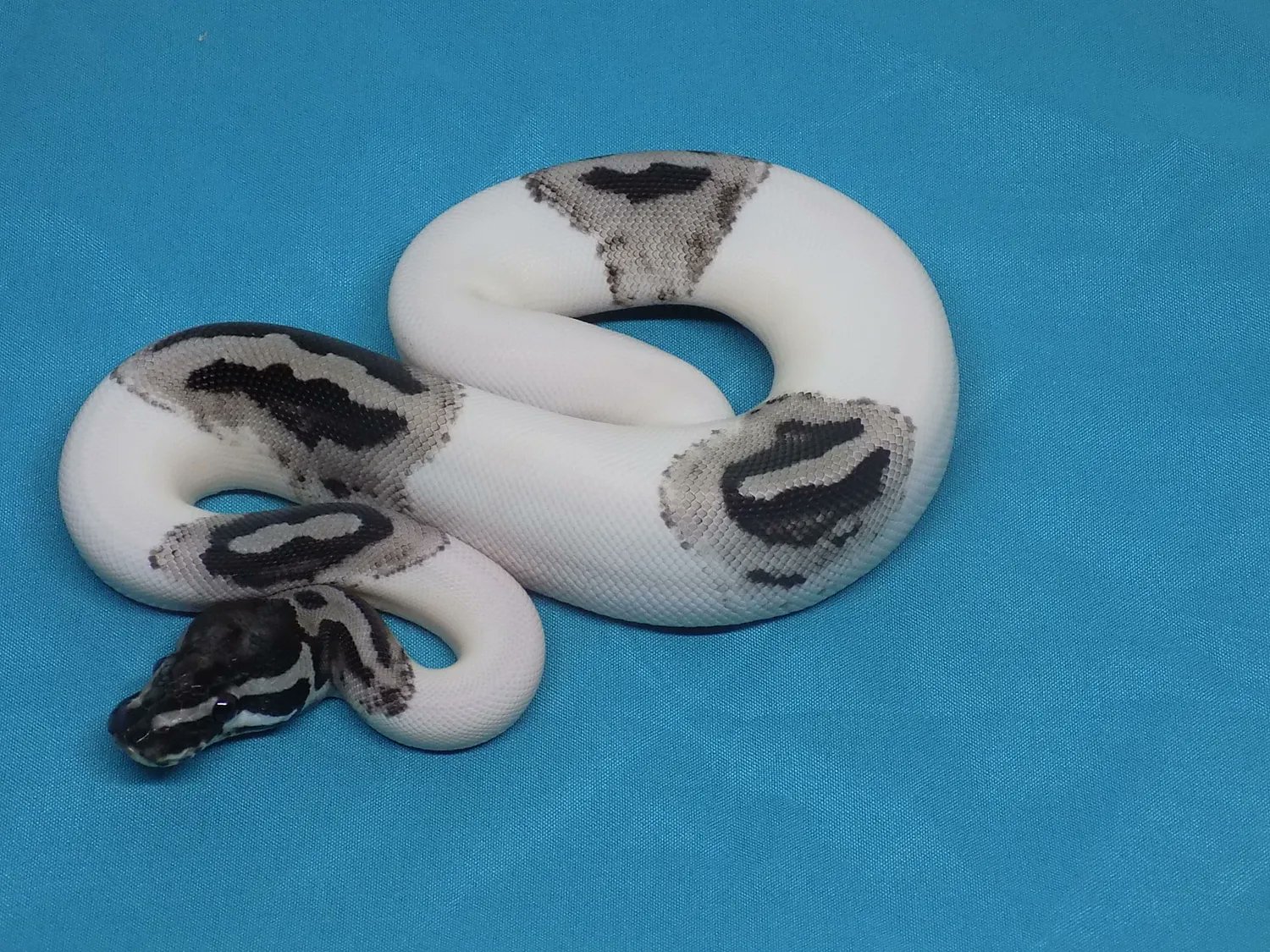 Lightning Pied Ball Python Lightning Pied Ball Python By Snakepunk On