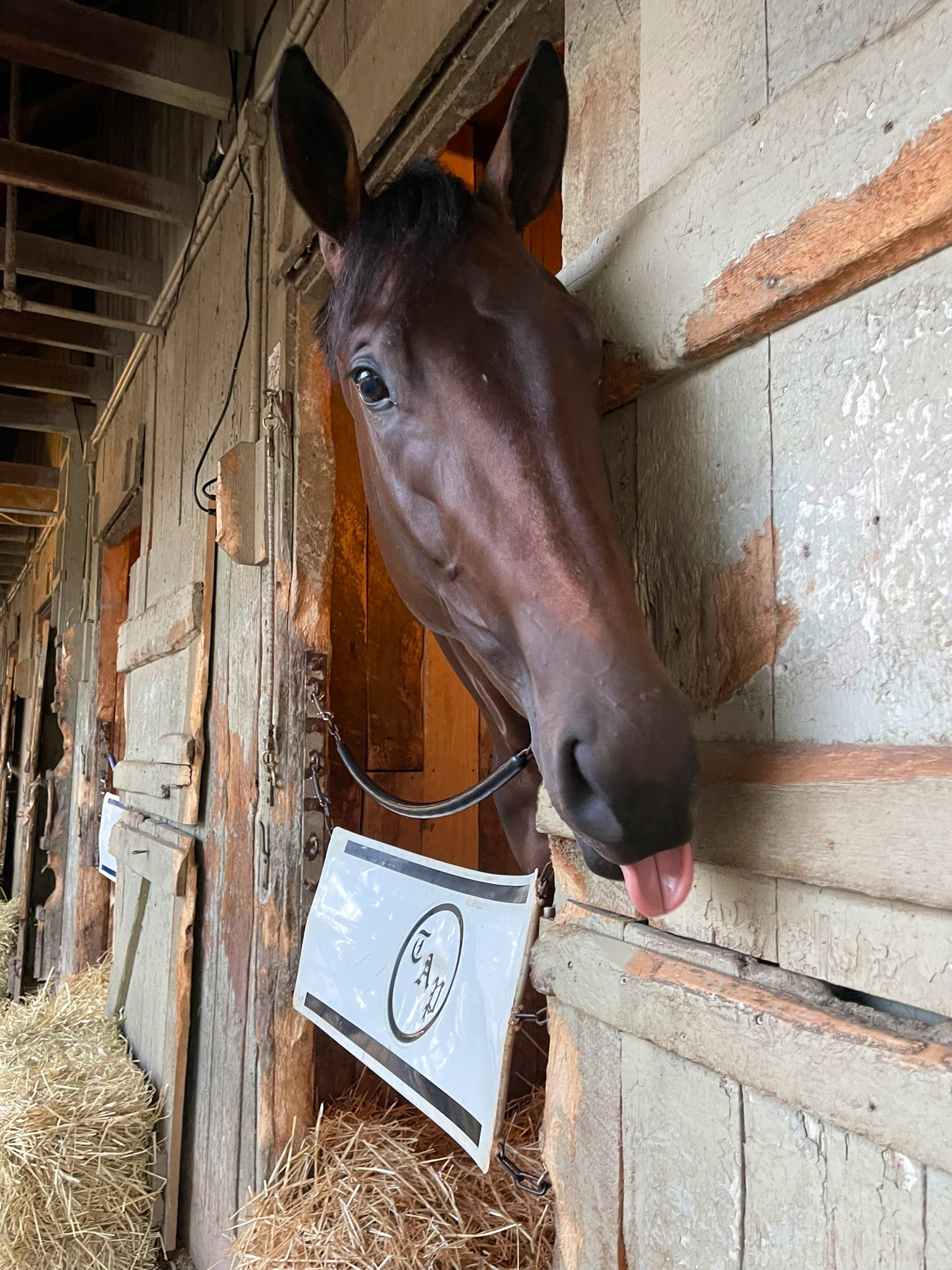 Repole Stable (@RepoleStable) / Twitter