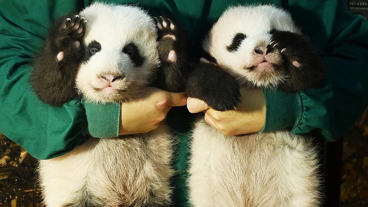 🐼🐼Twin baby pandas make debut in Chongqing during National Day holiday ...