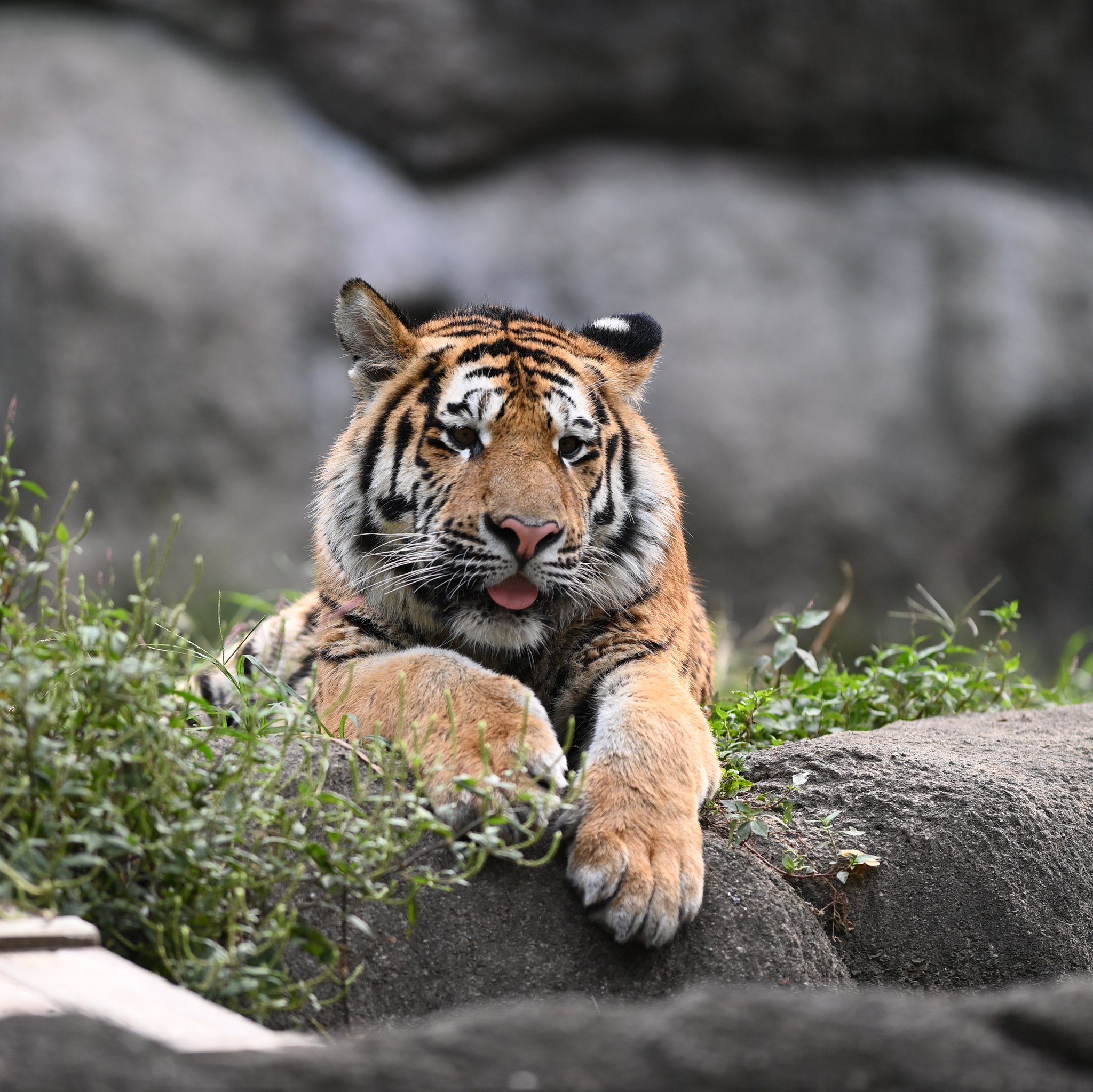 uber_tiger～トラネコとライオンネコ～ on Twitter: "おはようございアース🐯 #浜松市動物園 #アムールトラ https://t.co/nWLH1odSol" / Twitter