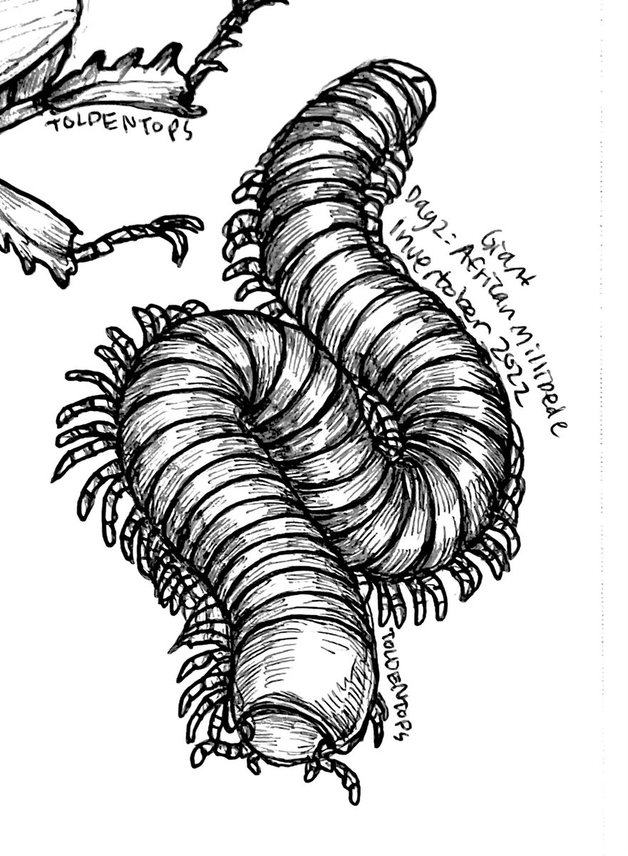 「Day 2 of #Invertober2022 , the prompt of」|🐙🦑👁️one-eyed Guy enjoyer👁️ ...
