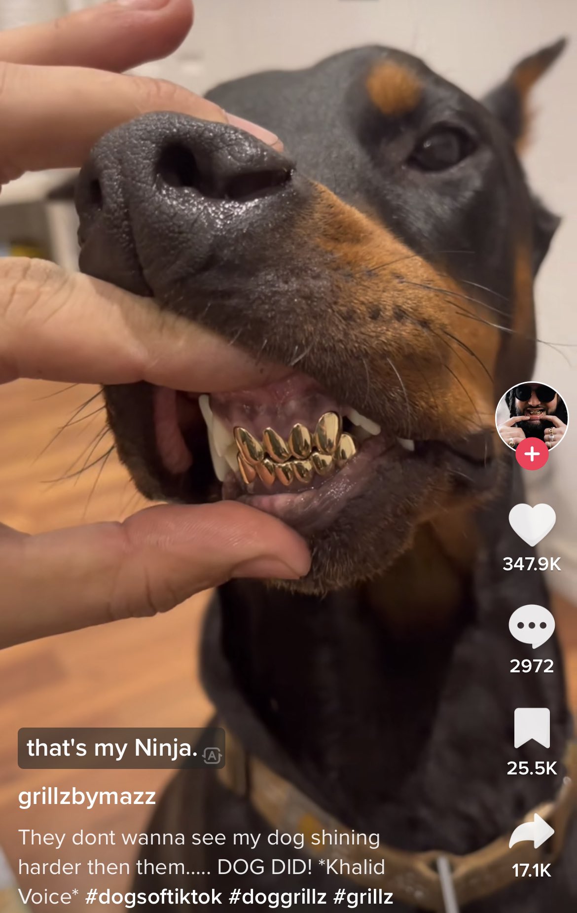 Grillz for dogs store
