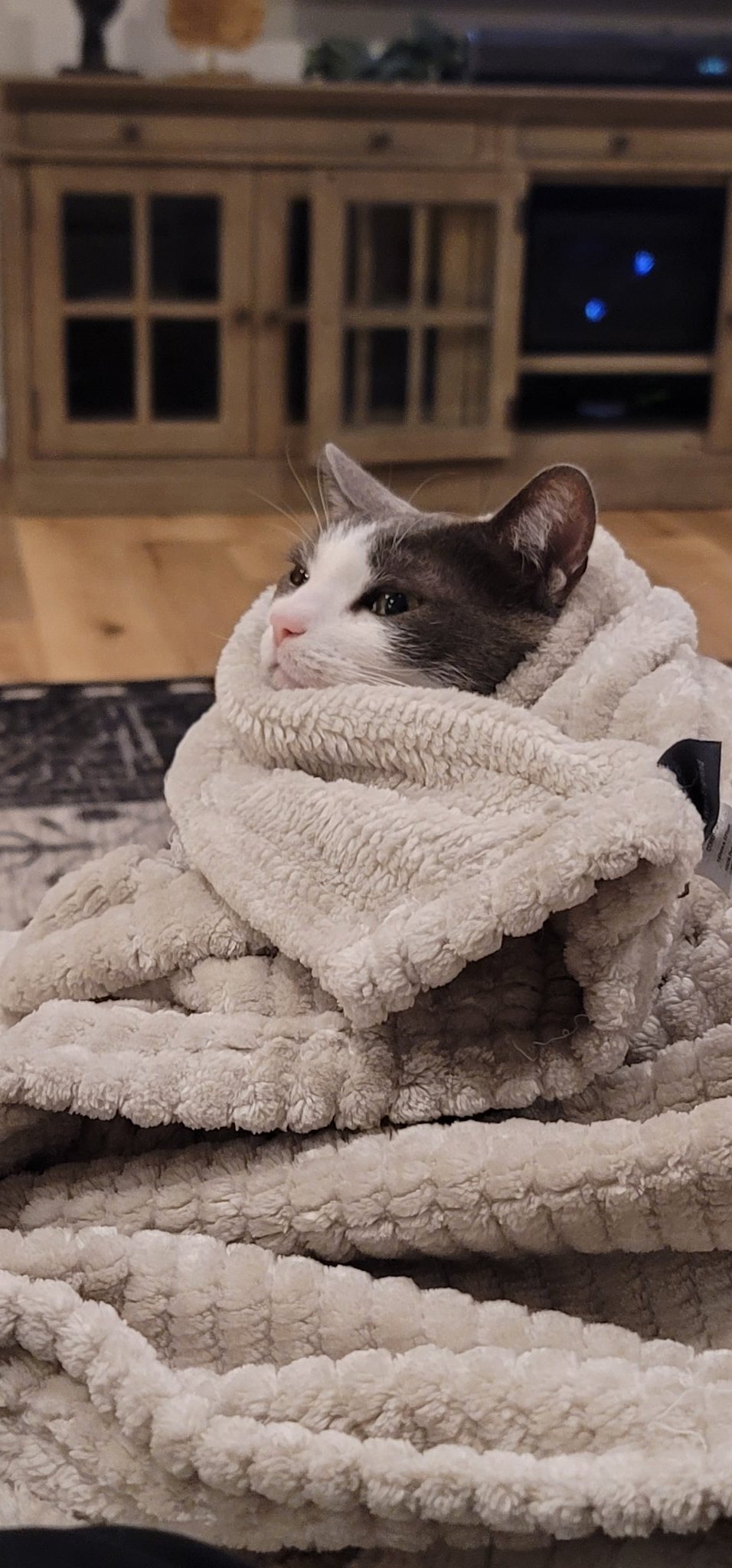 Bundled Up Cat