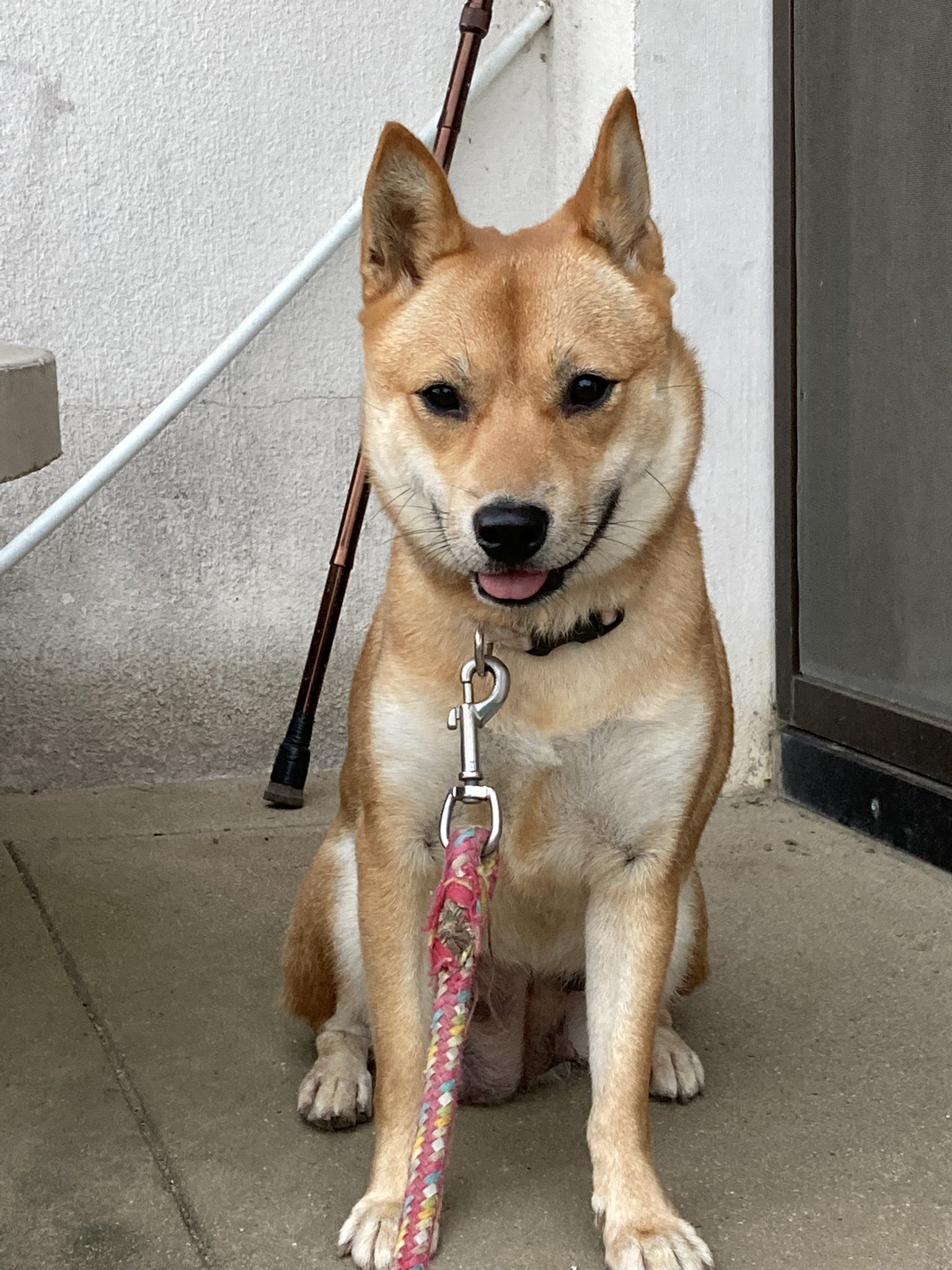 山陰柴犬^ᴥ^もなか (@sanin_48_monaka) / Twitter