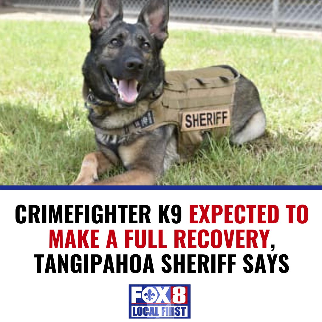 Fox 8 New Orleans On Twitter K9 Bella Was Shot In The Line Of Duty