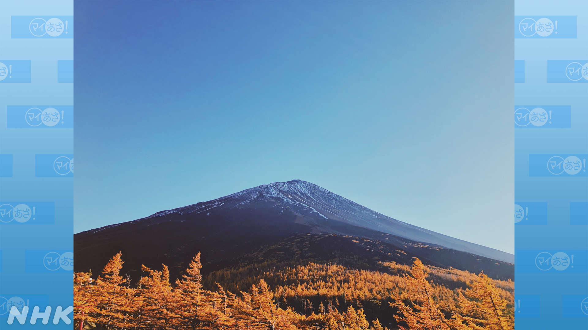 NHKラジオニュース on Twitter: "#マイあさ 富士山の紅葉で、 最も多くみられるのが 「カラマツ」だそうです。 https://t.co/2QC7sSicOO https://t ...