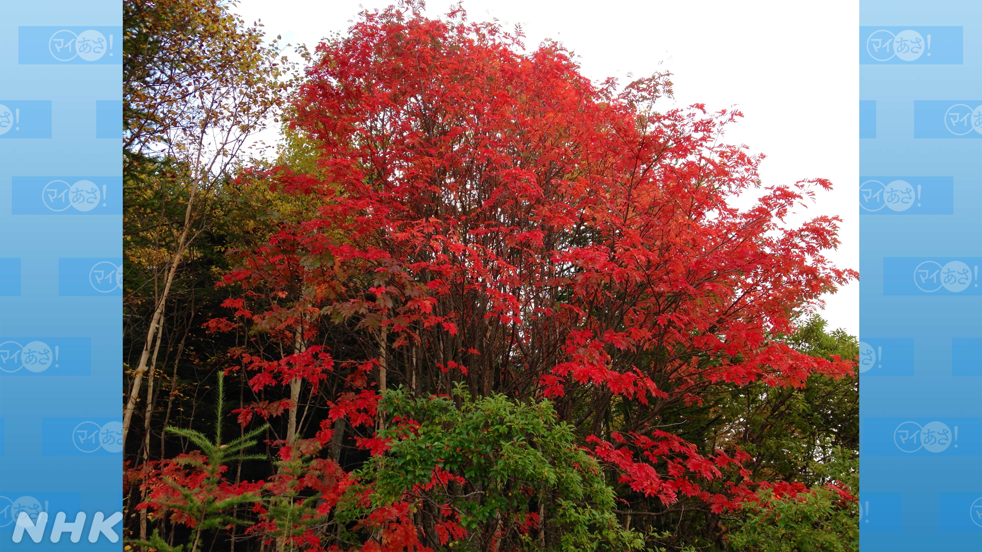 NHKラジオニュース on Twitter: "#マイあさ 真赤に染まる「ナナカマド」。 https://t.co/2QC7sSicOO https://t.co/PLaggMaWv7 ...