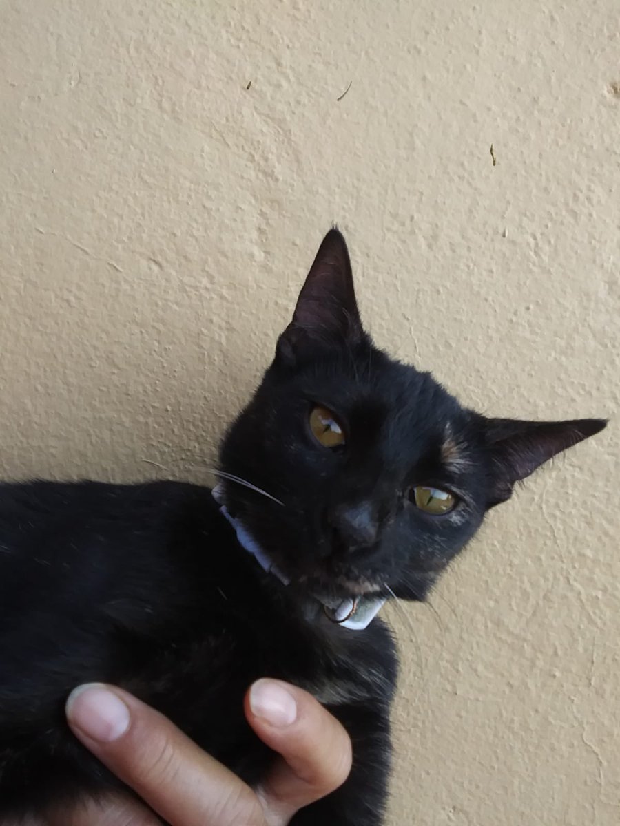 Alina's Threads – Thread Reader App