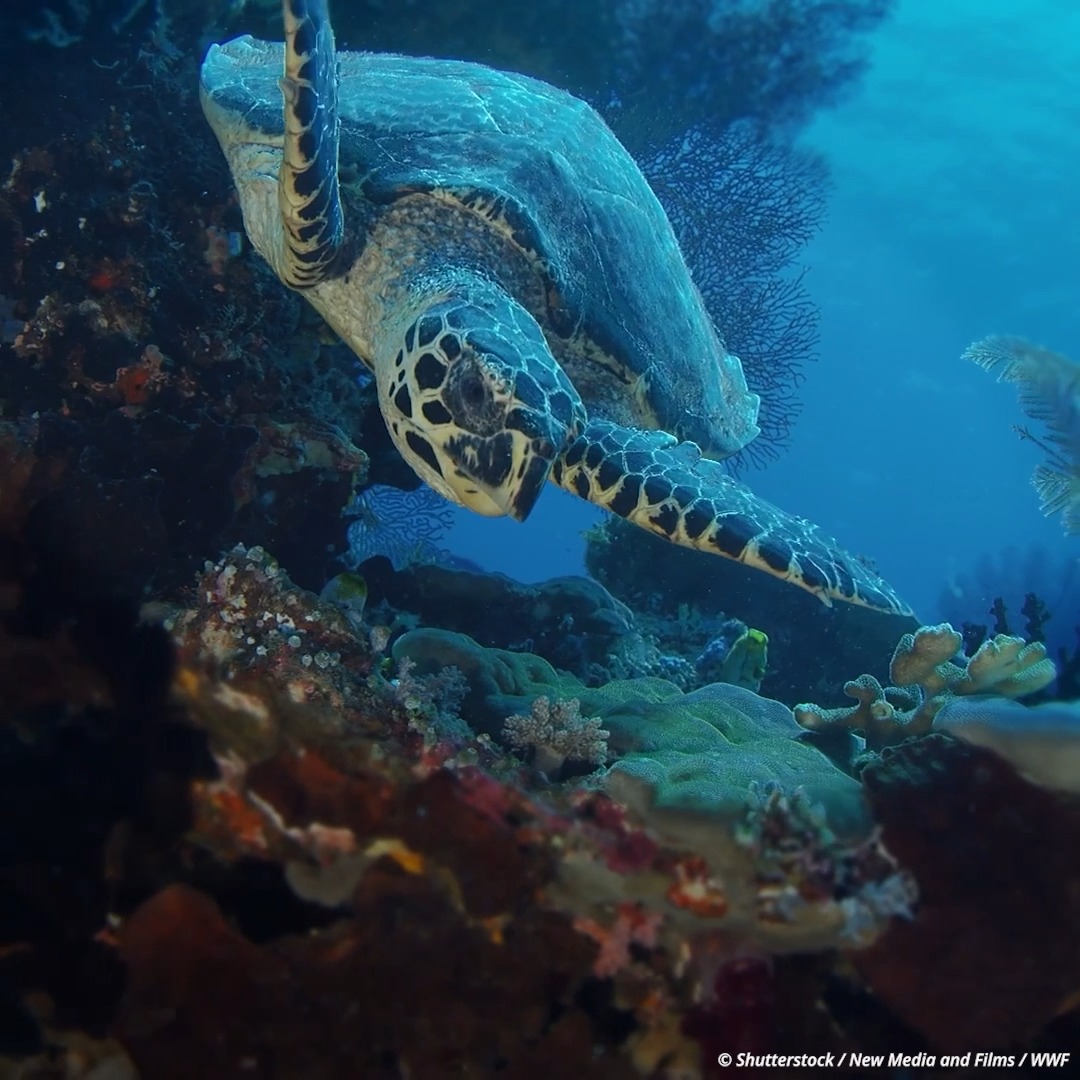 Hoy es el DíaMundialdelosAnimales donde se destaca la diversidad animal ...