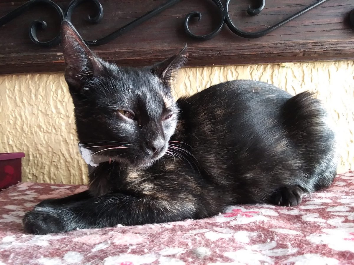 Alina's Threads – Thread Reader App