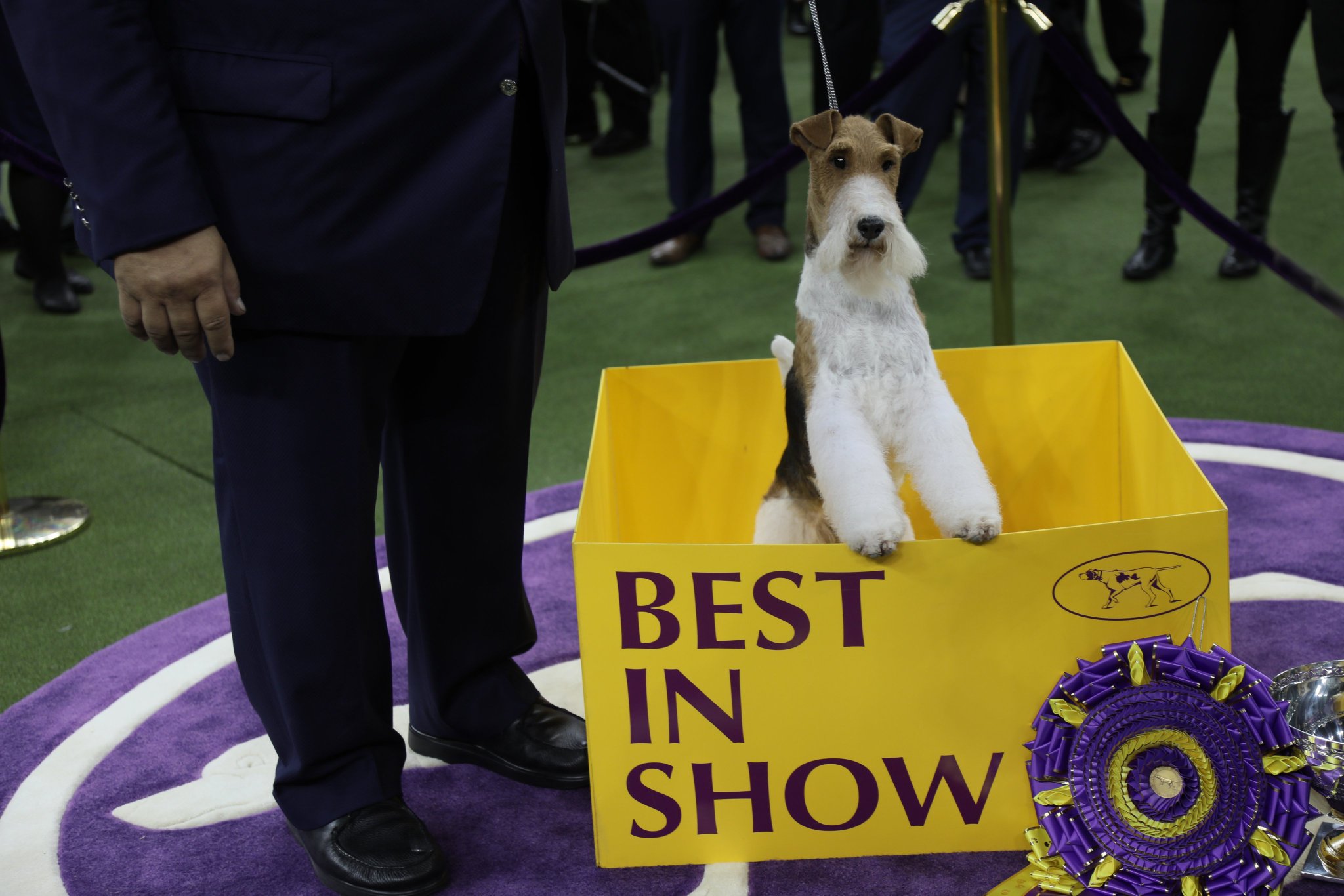 Are Smooth Fox Terriers Smart