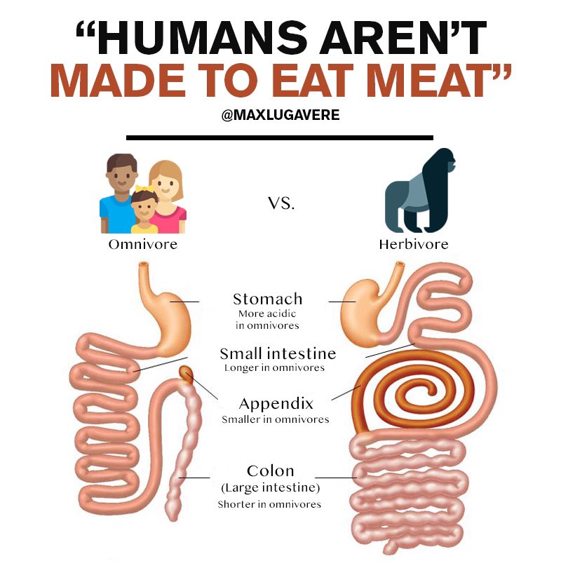Omnivore Human