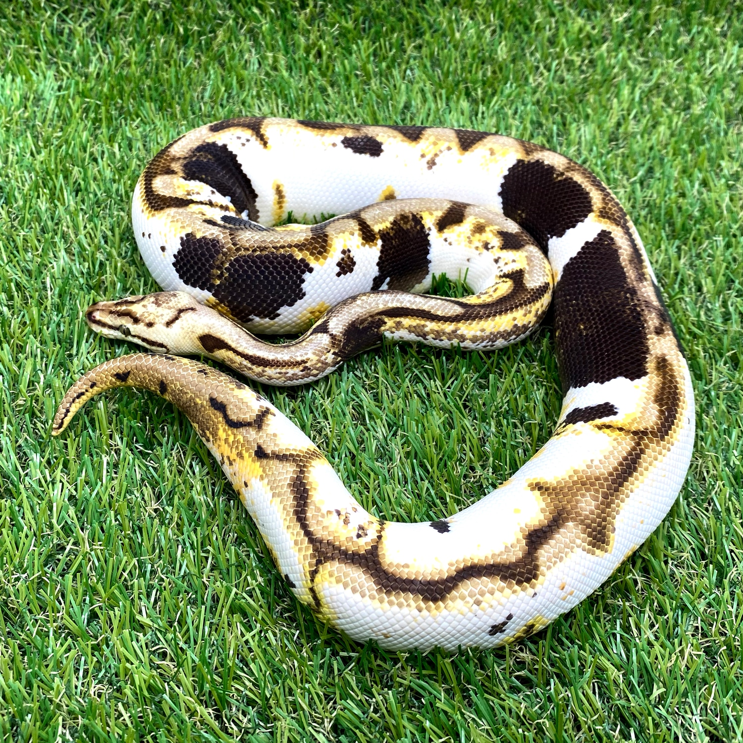 Sugar Spider Ball Python