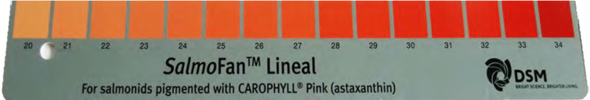 FARMED SALMON The Dramatic Fall from King of Fish to the "Most Toxic ...