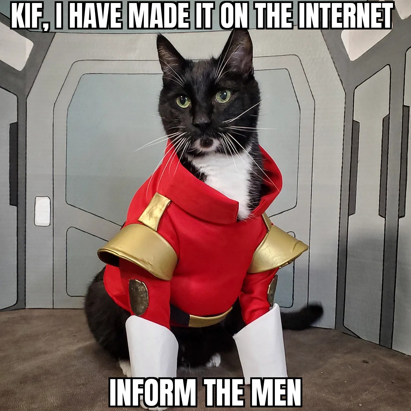 Cat Cosplay On Twitter Rxr0e8a8ij Twitter