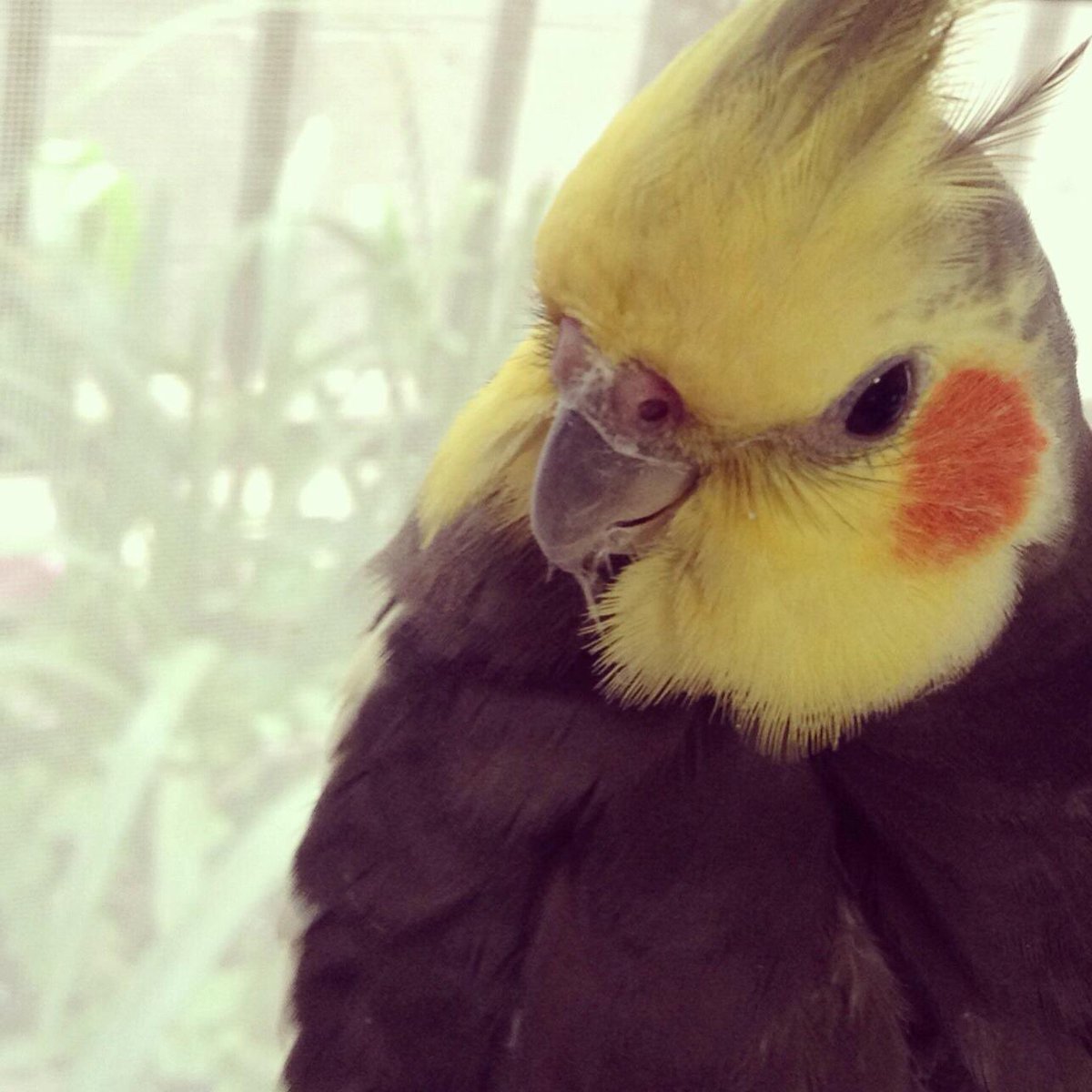 インコとメダカの飼い主(@robinson_kt) - Twilog (ツイログ)